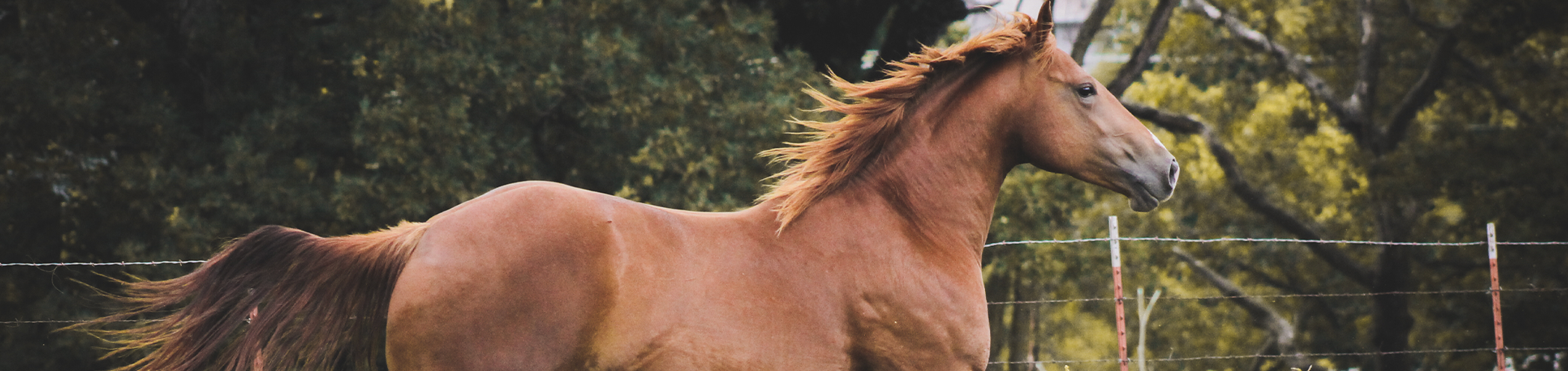 Product Guide – Prime Performance Nutrition